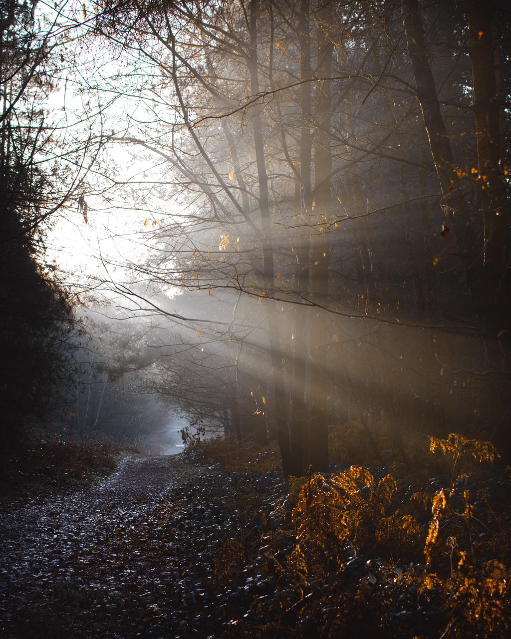 Autumn God Rays Sunshine - Free photo on Pixabay