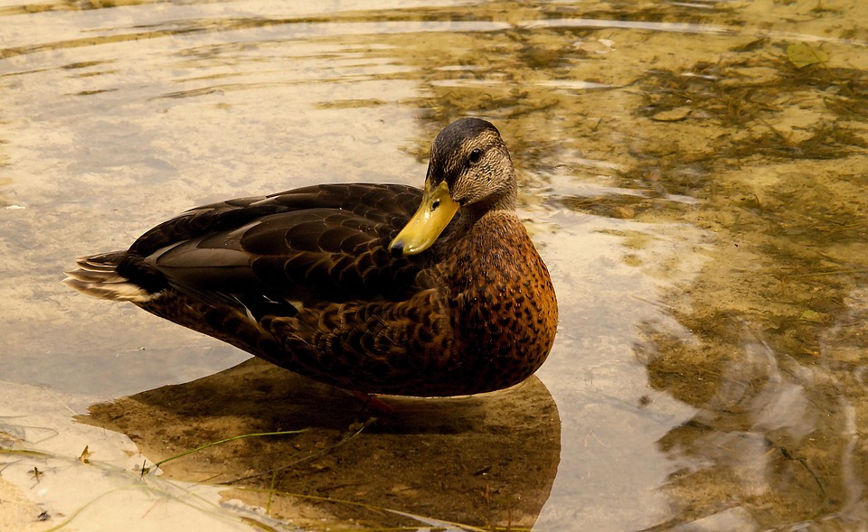 Animal Background Beak - Free photo on Pixabay - Pixabay