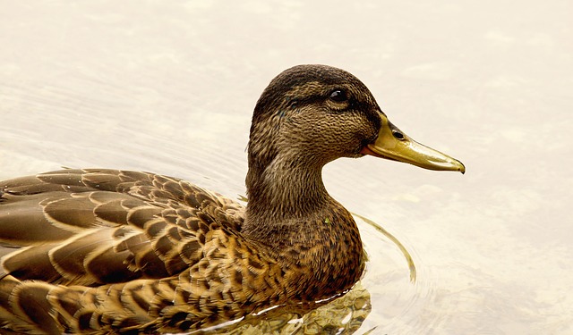 Animal Background Beak - Free photo on Pixabay - Pixabay