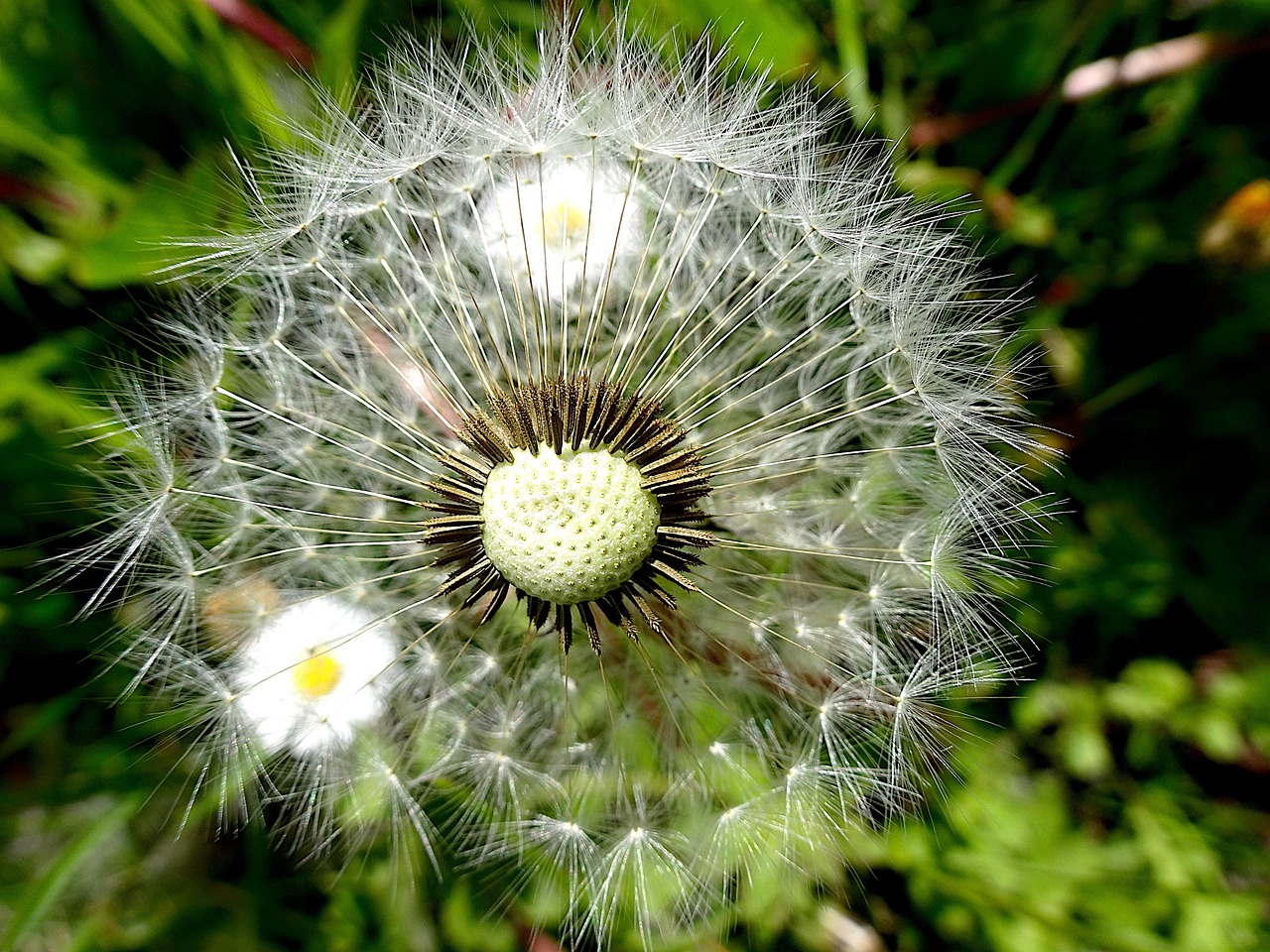 Dandelions Crested Light - Free photo on Pixabay