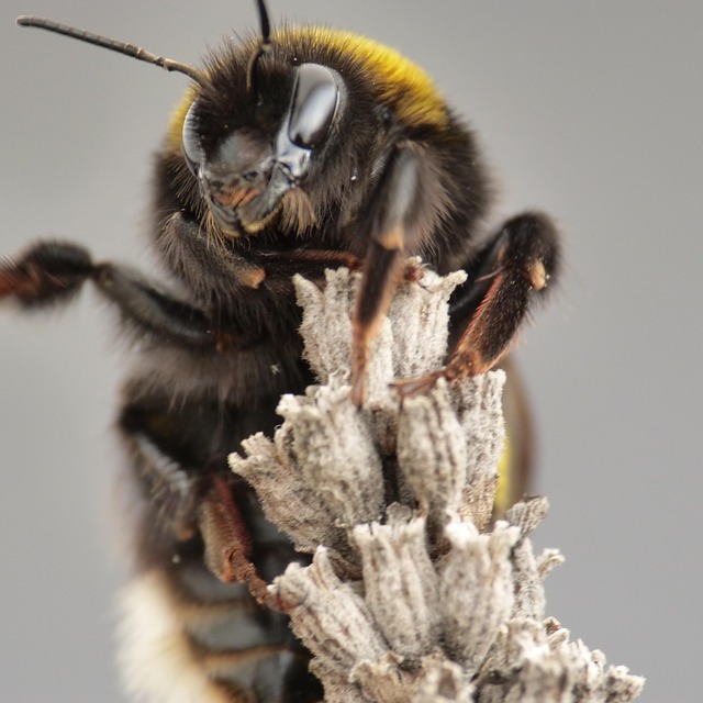 Biene Hummel Insekt - Kostenloses Foto auf Pixabay - Pixabay