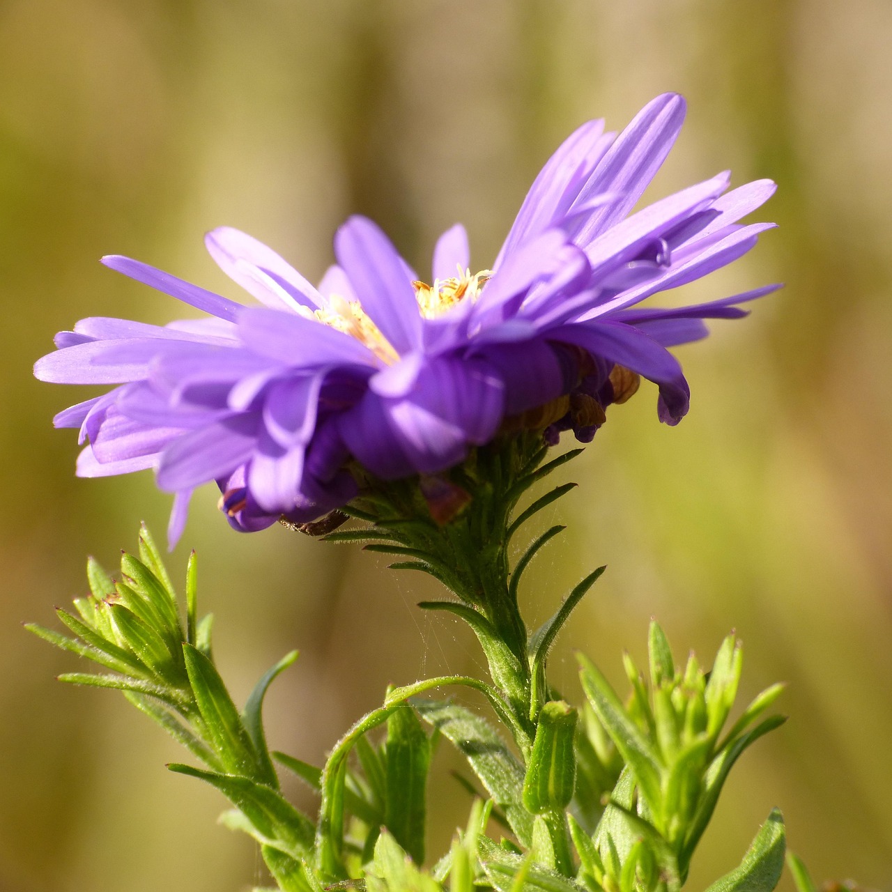 Fleur Herbaster Tombe La - Photo gratuite sur Pixabay - Pixabay