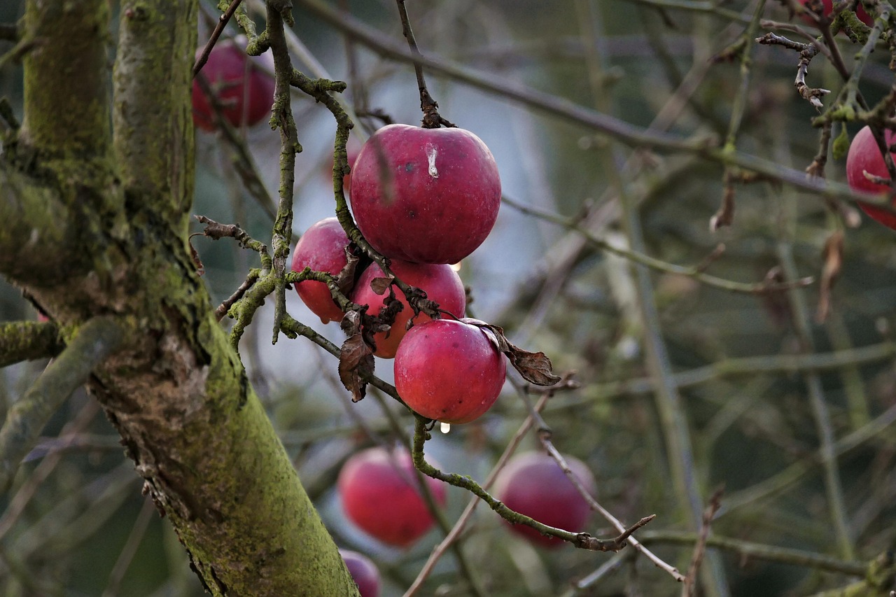 Apple Red The Big - Free photo on Pixabay - Pixabay