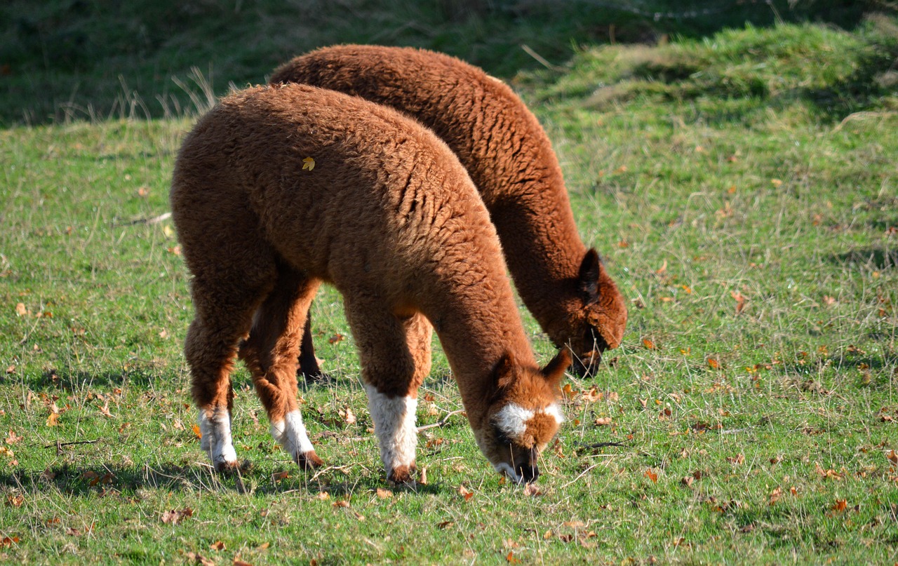 Lama Alpaka Kamel - Kostenloses Foto auf Pixabay - Pixabay