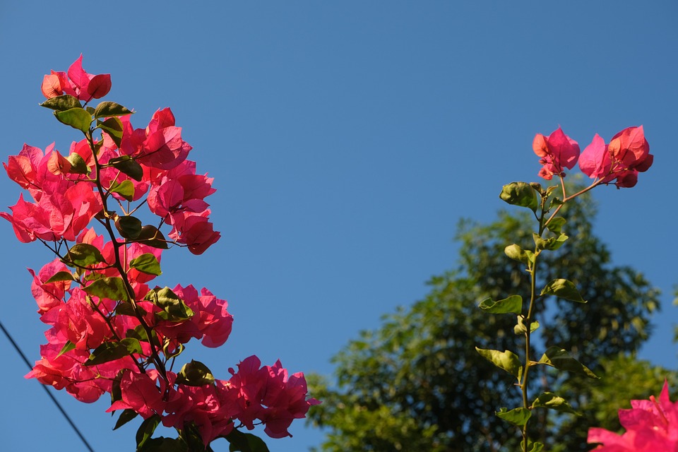 Plants Outdoor Nature - Free photo on Pixabay