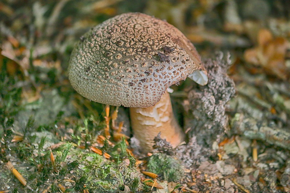 Fungus Fall Drink - Free photo on Pixabay - Pixabay