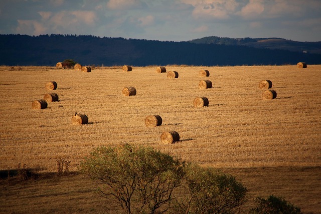 Autumn Field In The Fall - Free photo on Pixabay - Pixabay