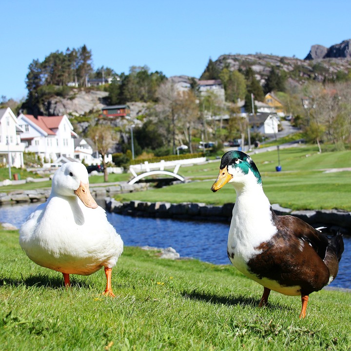 Gans Vogel Geflügel - Kostenloses Foto auf Pixabay
