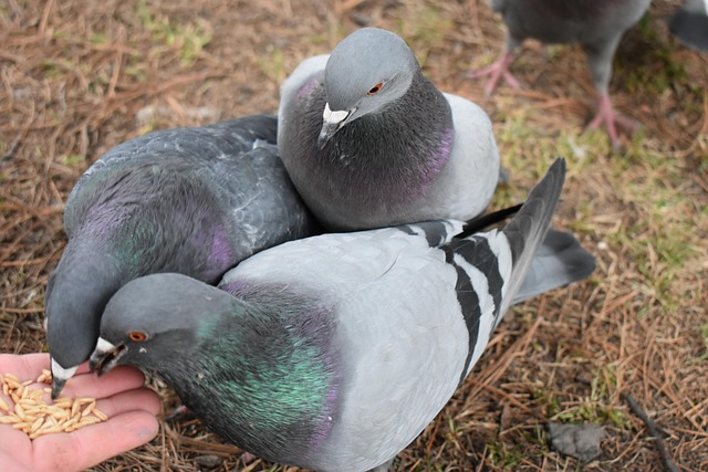 Pigeons Alimente Gris Des - Photo gratuite sur Pixabay - Pixabay