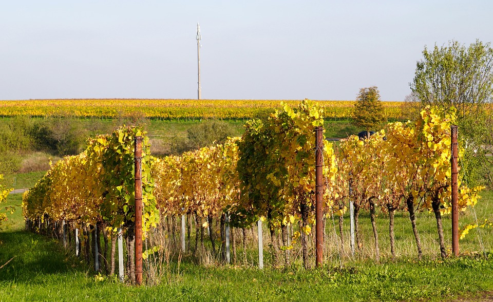 Paysage Vignes Vigne - Photo gratuite sur Pixabay - Pixabay