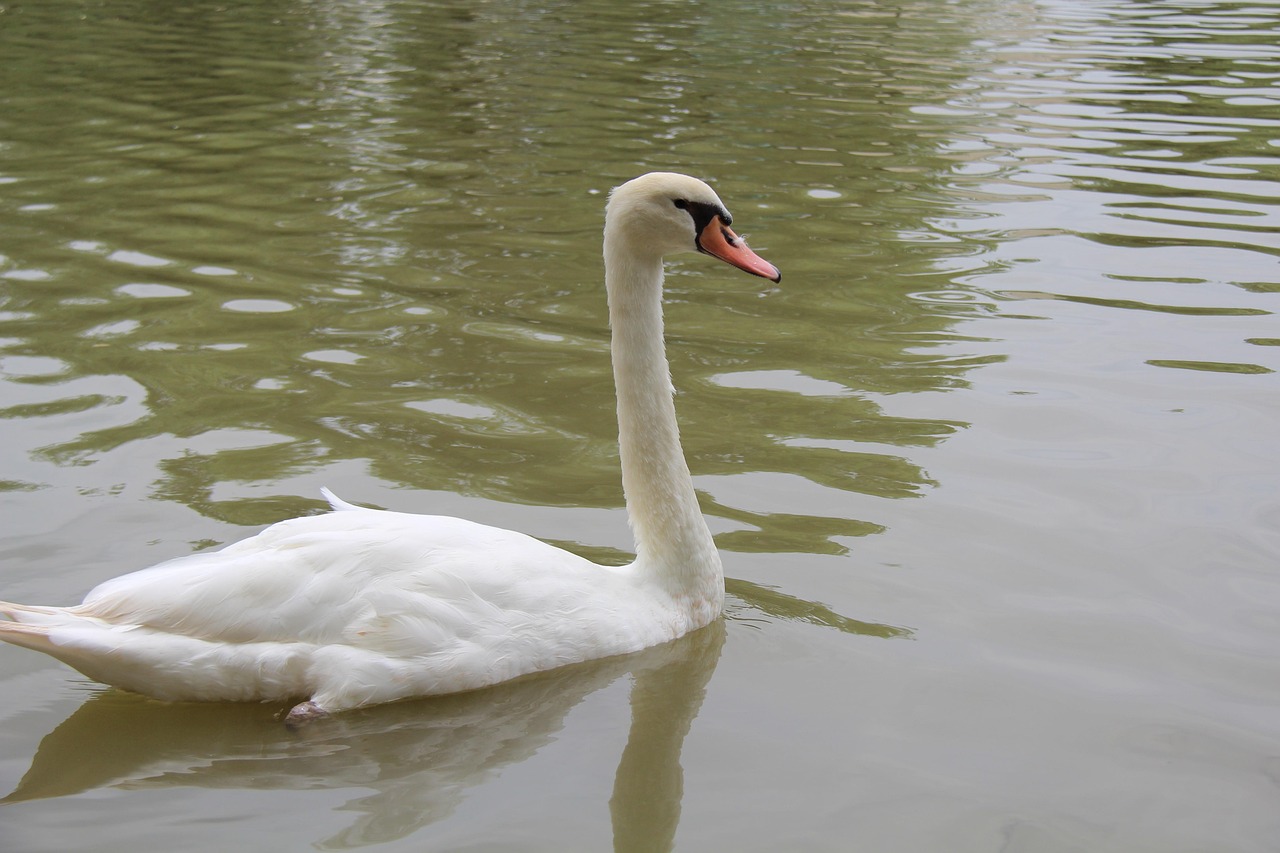 Schwan Zoo Sommer Die - Kostenloses Foto auf Pixabay - Pixabay