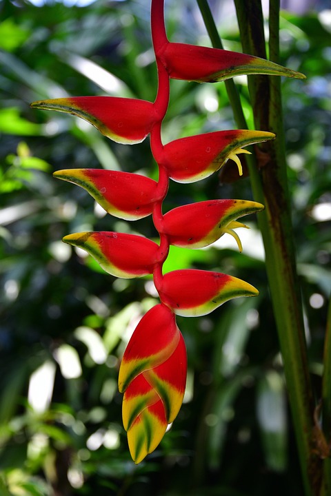 Bunga Merah Bloom - Foto gratis di Pixabay