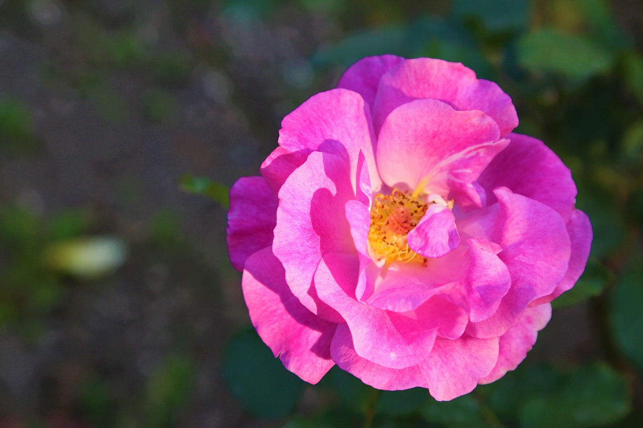 Rosa Rose Naturaleza - Foto gratis en Pixabay - Pixabay
