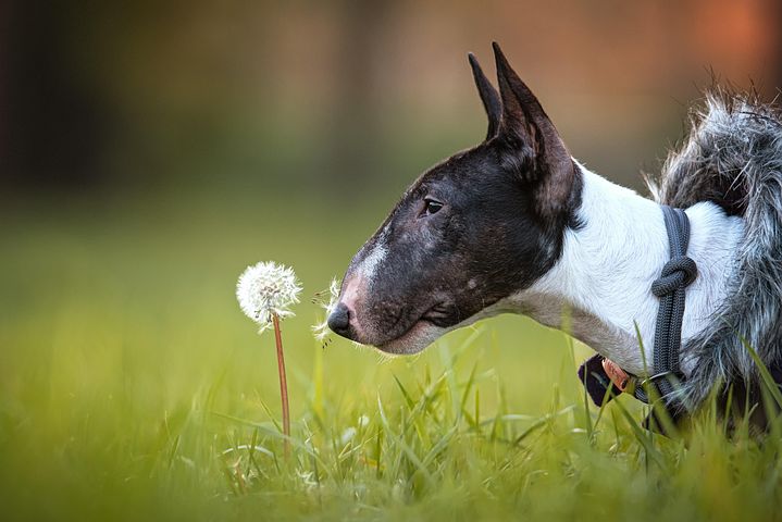 2,000+ Free Terrier & Dog Photos - Pixabay