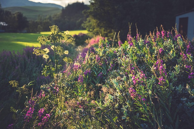 Paisaje Flores Naturaleza Estado - Foto gratis en Pixabay - Pixabay