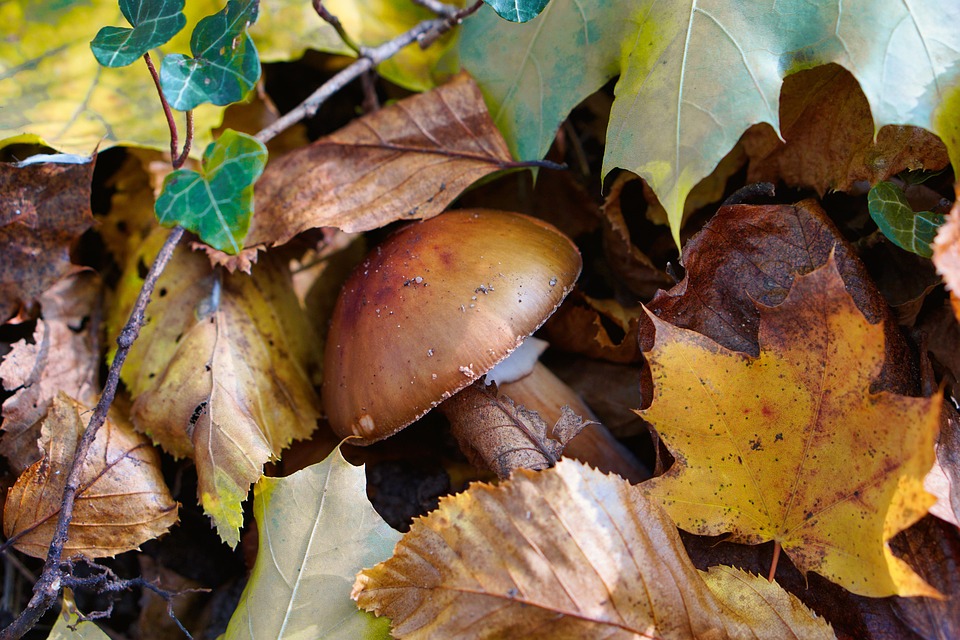 Mushroom Leaves Fall - Free photo on Pixabay - Pixabay