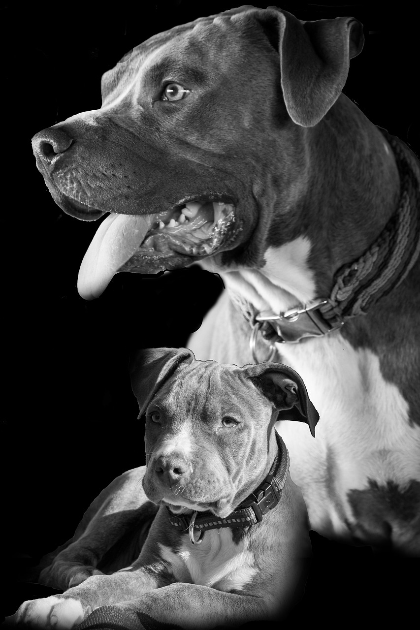 Más de 20 000 imágenes gratis de Collage De Perros y Collage - Pixabay