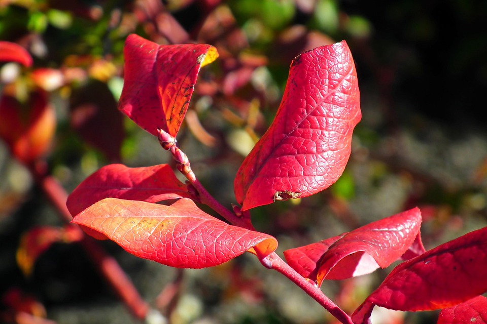 Leaves Colorful Blueberry - Free photo on Pixabay
