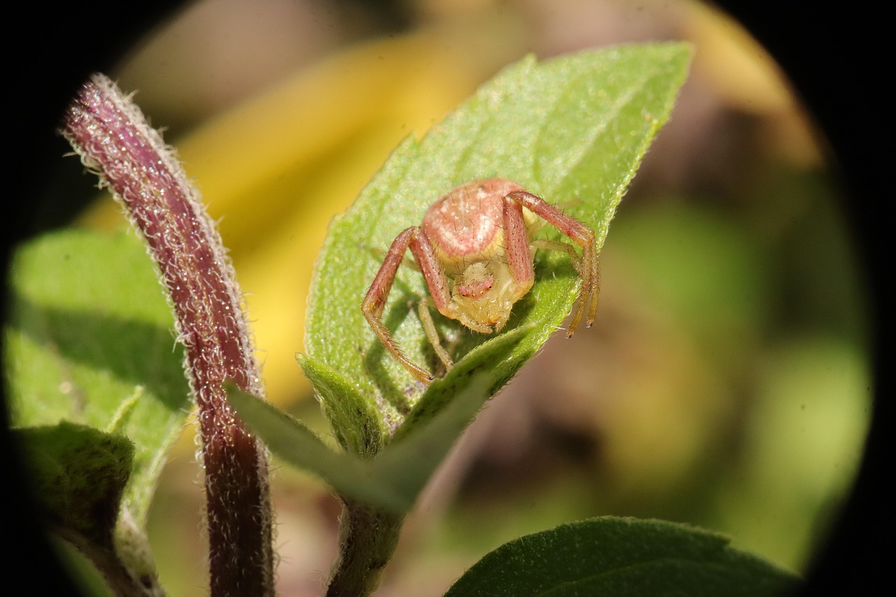 Arachnide Insecte Araignée Crabe - Photo gratuite sur Pixabay - Pixabay