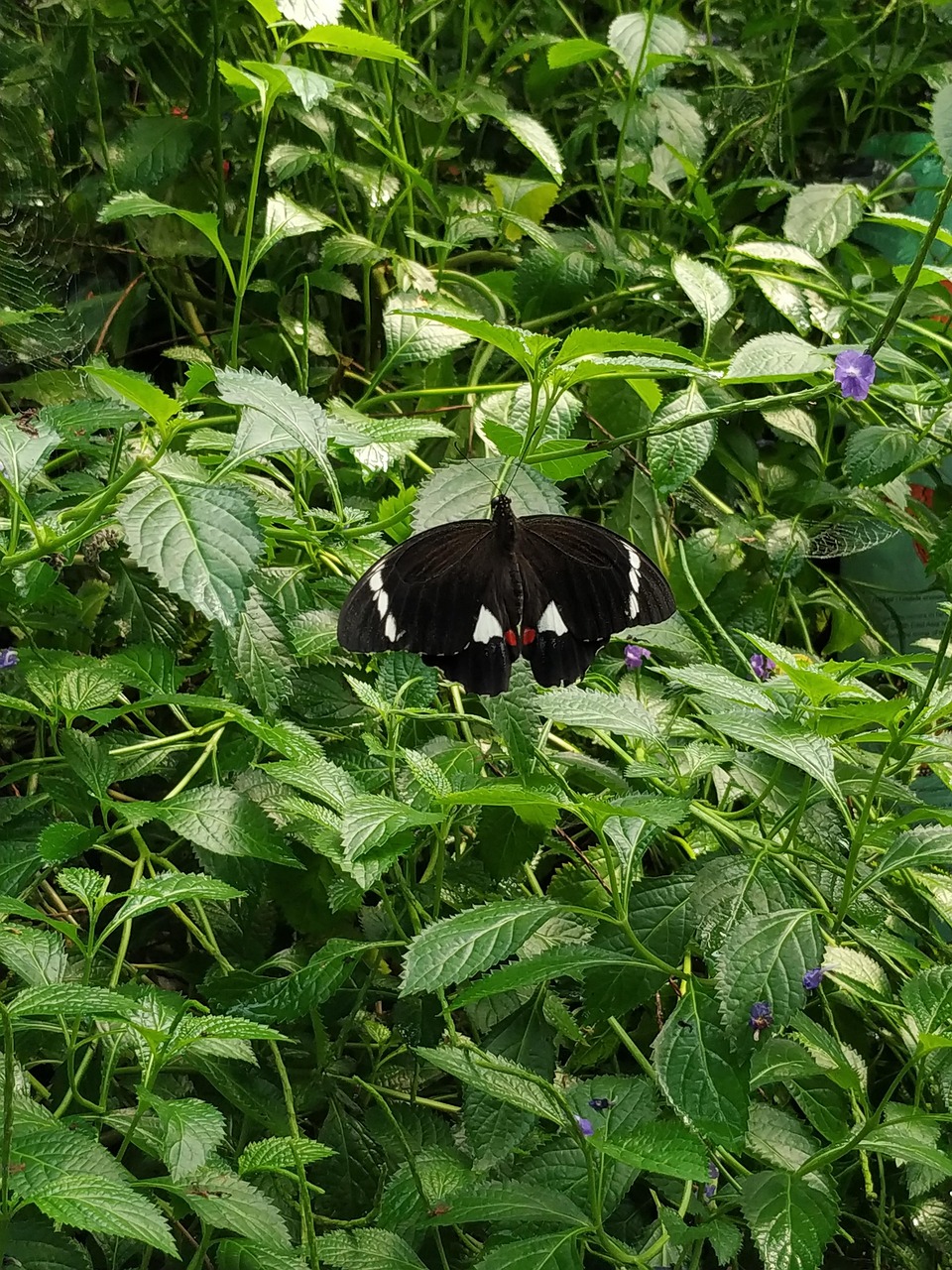Orchard Swallowtail Papilio Aegeus - Free photo on Pixabay