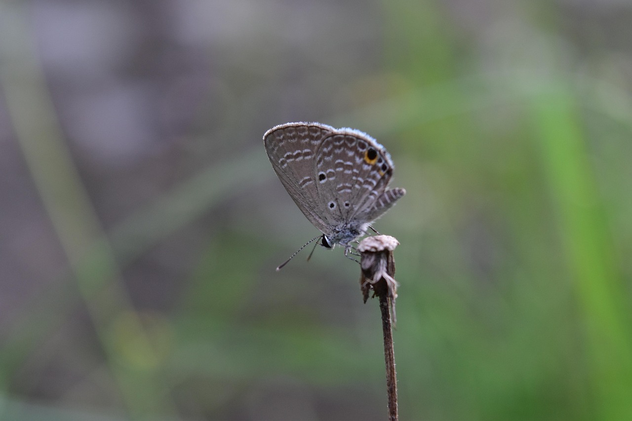 30000+ Butterfly Revolution & ảnh Con Bướm miễn phí - Pixabay
