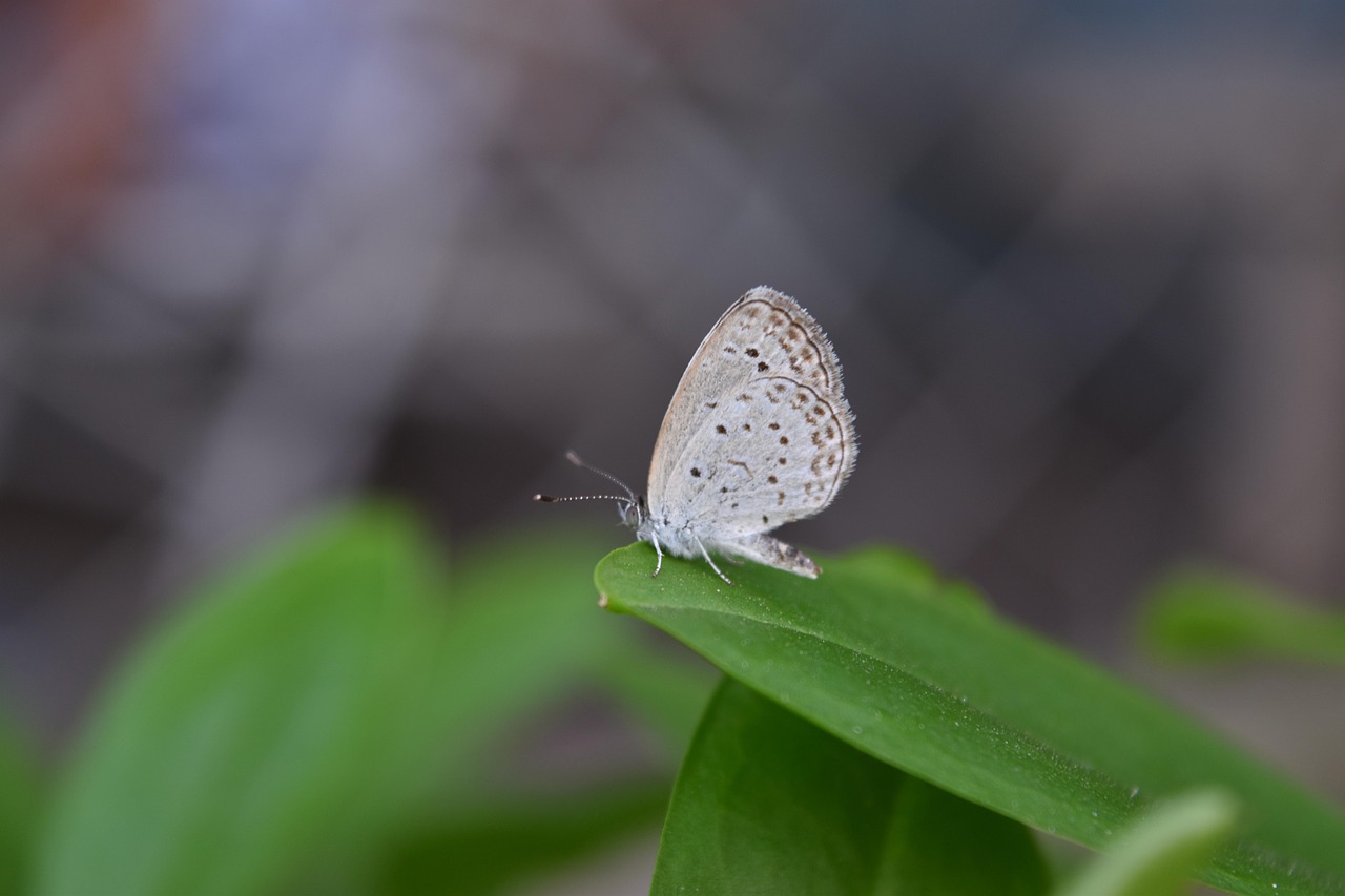 30000+ Butterfly Revolution & ảnh Con Bướm miễn phí - Pixabay