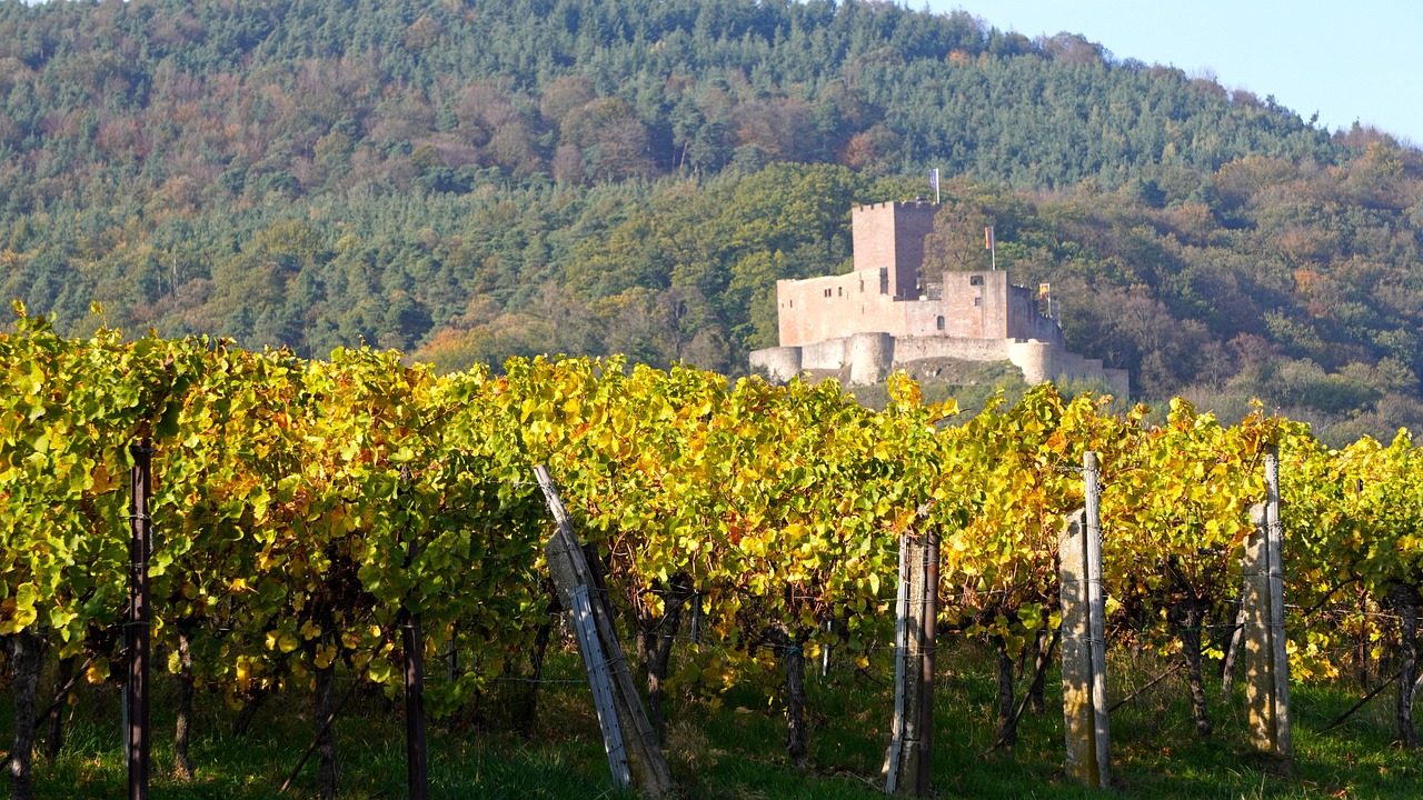 Castle Vineyard Landscape - Free photo on Pixabay