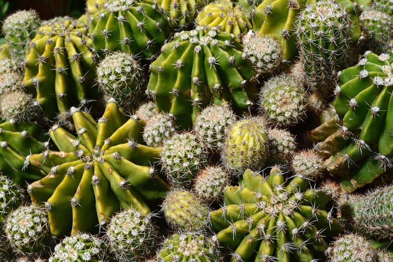 Kaktus Saftig Garten - Kostenloses Foto auf Pixabay - Pixabay