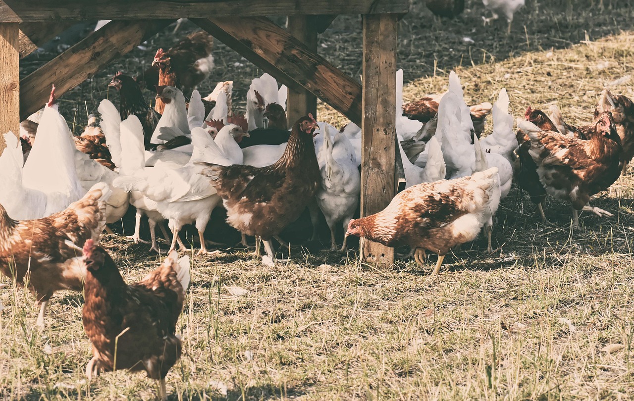 Chicken Poultry Free Running Happy - Free photo on Pixabay - Pixabay