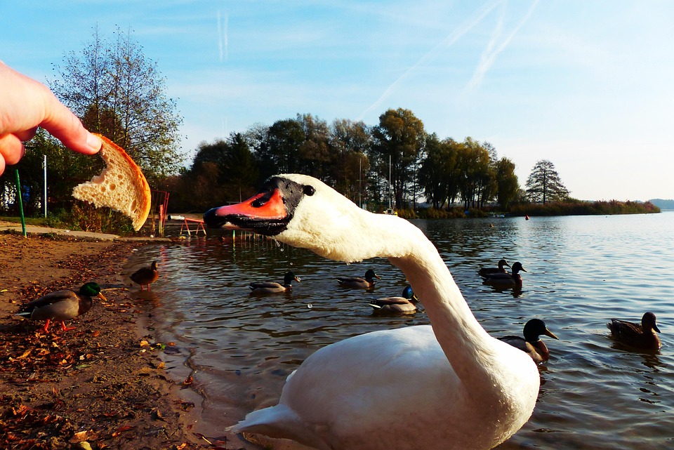 Mute Swan Tom Hungry - Free photo on Pixabay