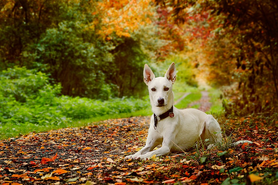 Chien Forêt Chemin - Photo gratuite sur Pixabay