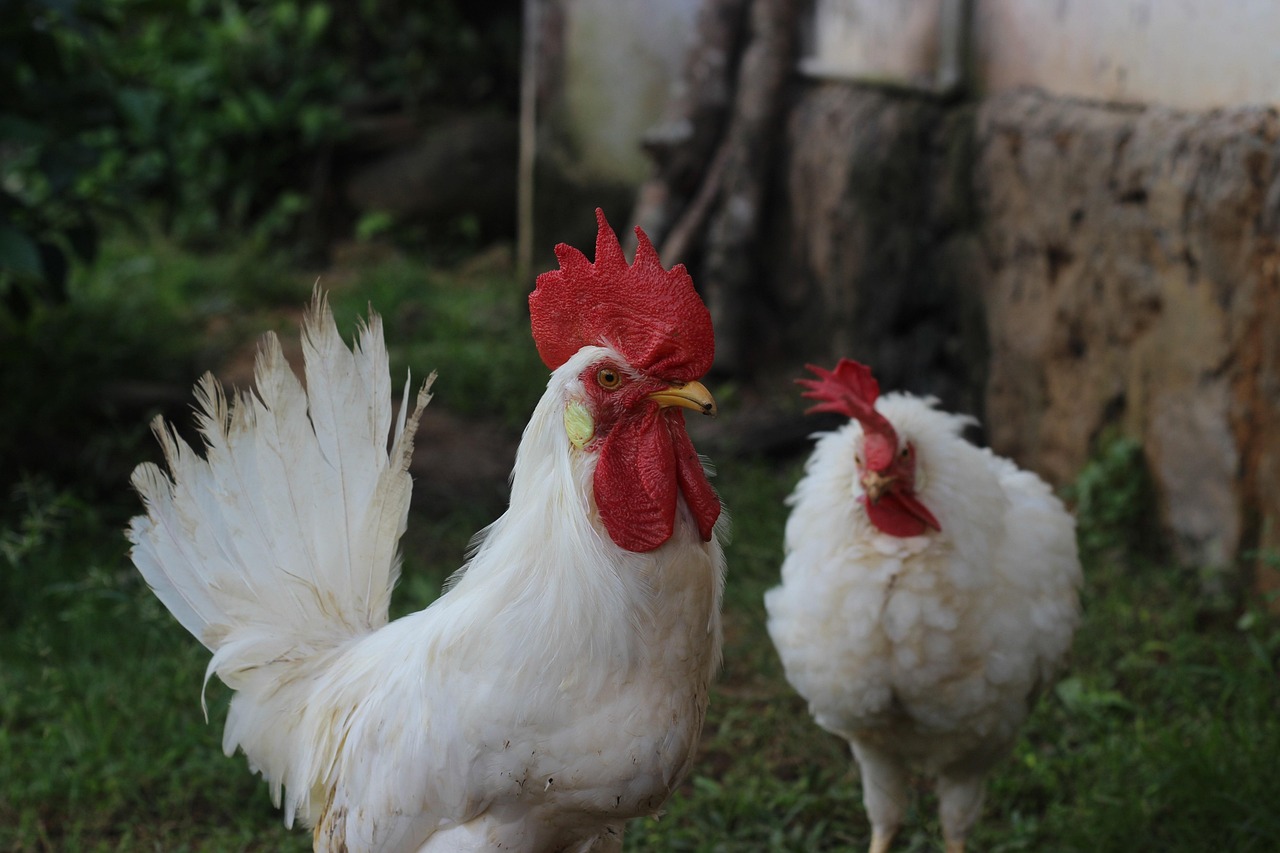 3,000+ Free Hen & Chicken Images - Pixabay