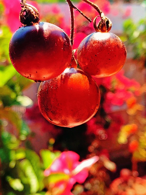 Yard Tomatoes Vegetables - Free photo on Pixabay