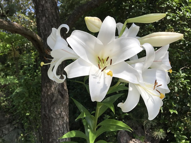 Lily Nature Plant - Free photo on Pixabay