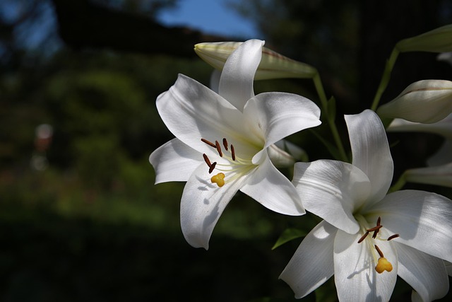 Lily Nature Plant - Free photo on Pixabay - Pixabay