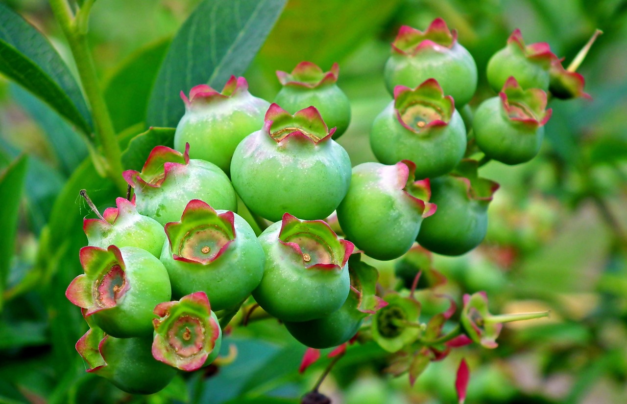 100+ Free Blueberry Garden & Nature Images - Pixabay