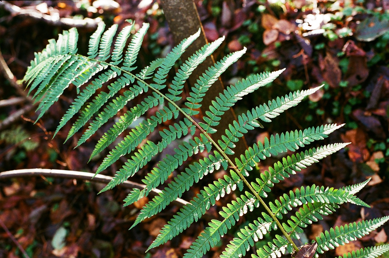 Samambaia Folha Natureza - Foto gratuita no Pixabay - Pixabay