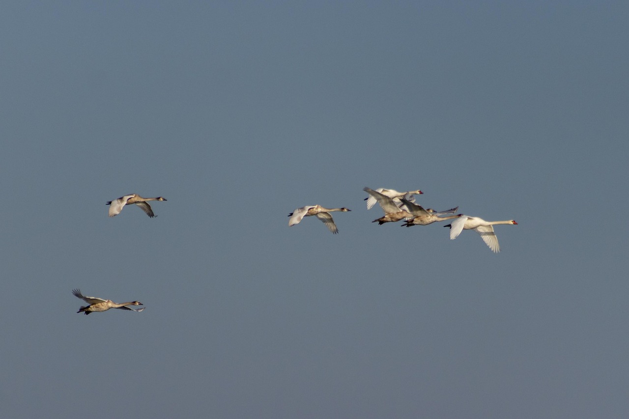 Mute Swan Bird Swim - Free photo on Pixabay - Pixabay