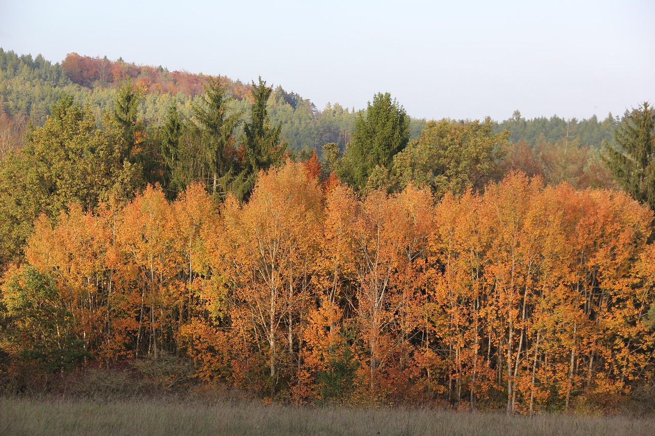 Herbst Wald Landschaft - Kostenloses Foto auf Pixabay - Pixabay