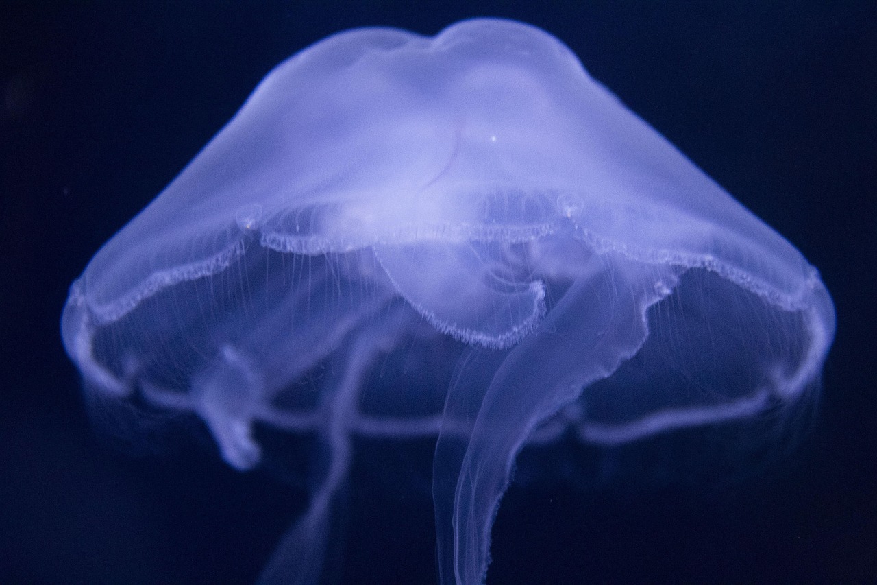 Jellyfish Marine Nature - Free photo on Pixabay - Pixabay