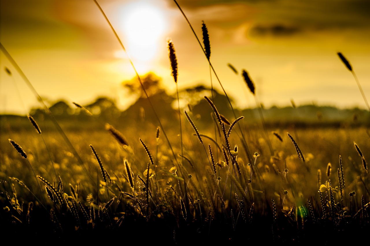 50,000+ Free Devon Coast & Devon Images - Pixabay