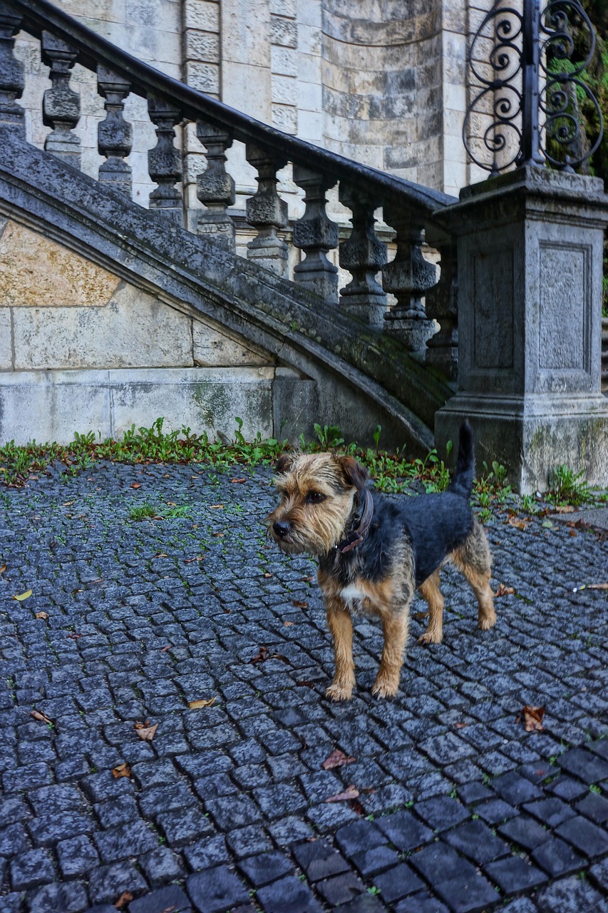 Dog Walkie To Stroll Domestic - Free photo on Pixabay