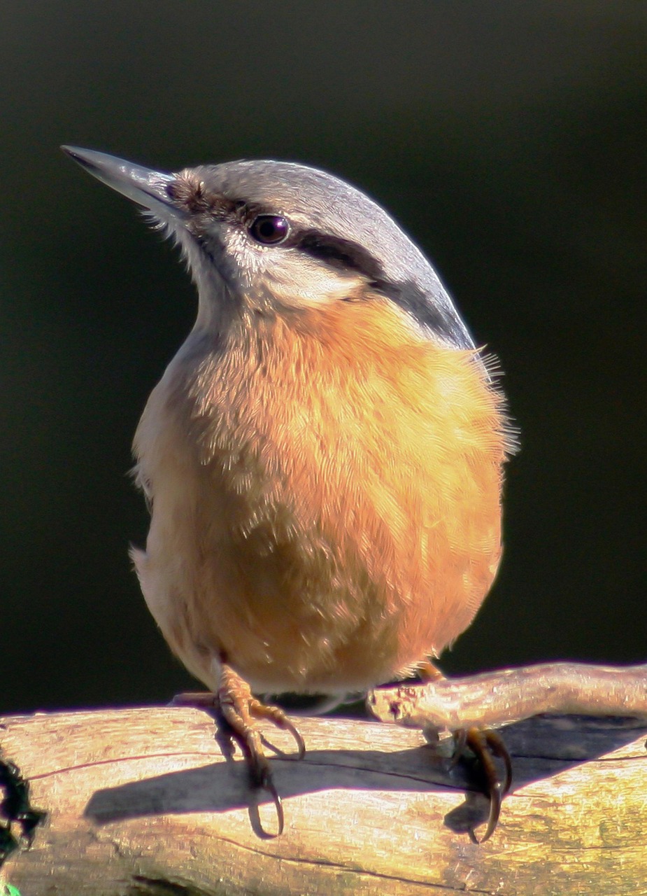 400+ Free Nuthatch & Bird Images - Pixabay