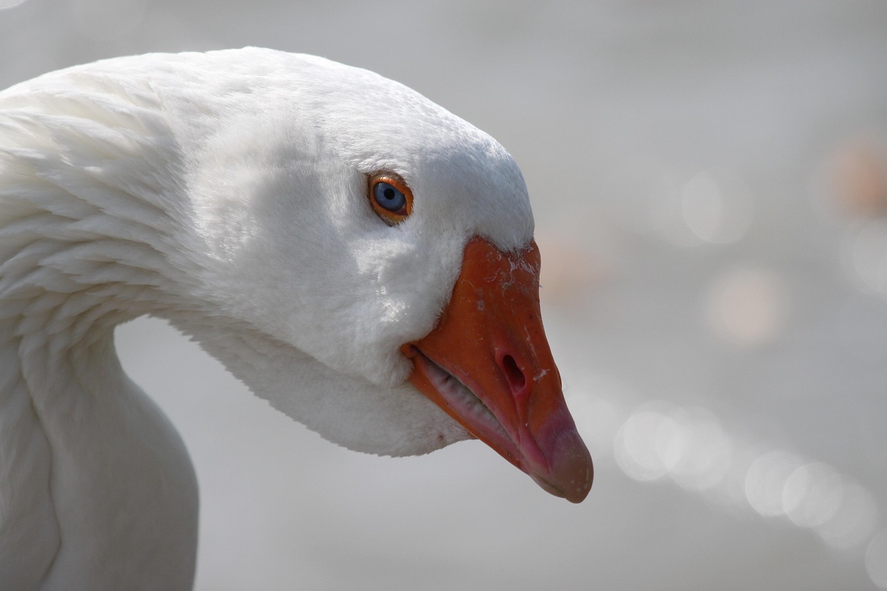 Ganso Blanco Estado De Ánimo - Foto gratis en Pixabay - Pixabay