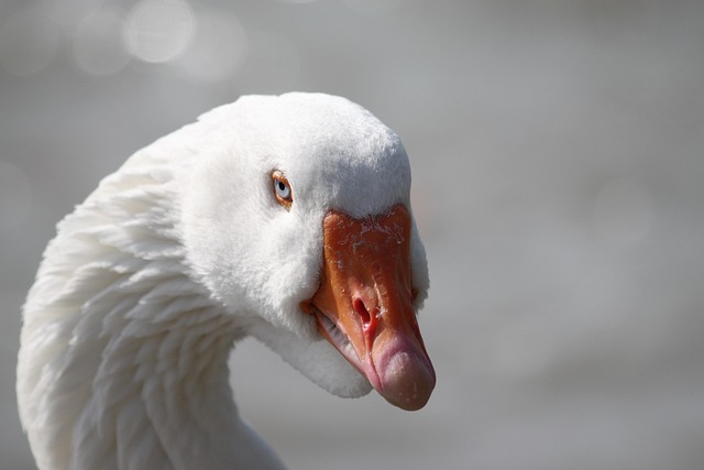 Ganso Blanco Estado De Ánimo - Foto gratis en Pixabay - Pixabay
