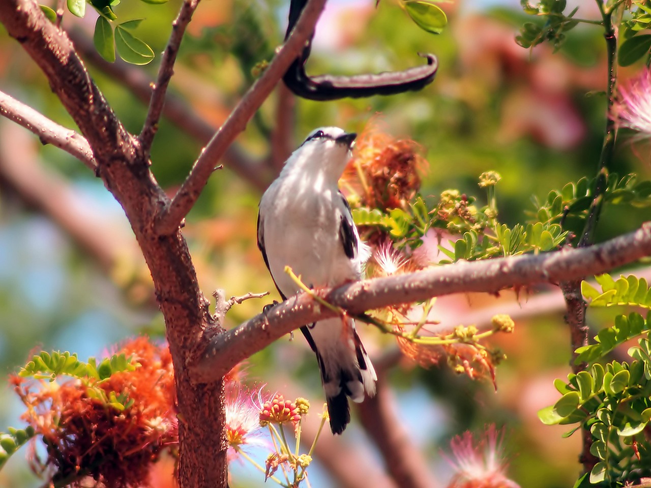 10+ Free Triller & Bird Images - Pixabay