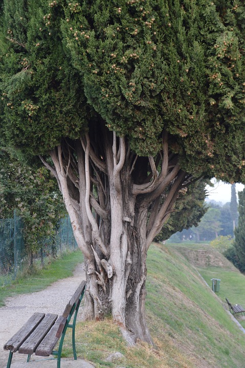 Baum Alte Holz - Kostenloses Foto auf Pixabay - Pixabay