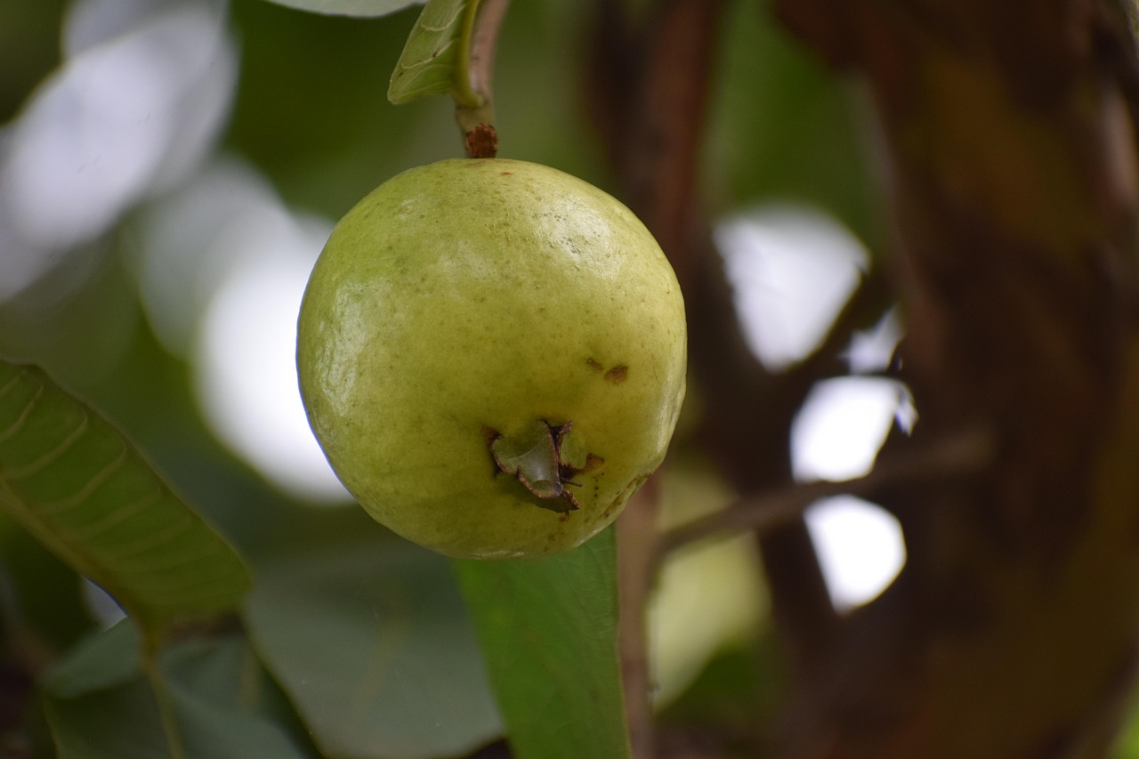 Guava Fruit Green - Free photo on Pixabay