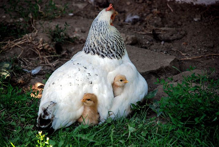 2,000+ Free Hen & Chicken Photos - Pixabay