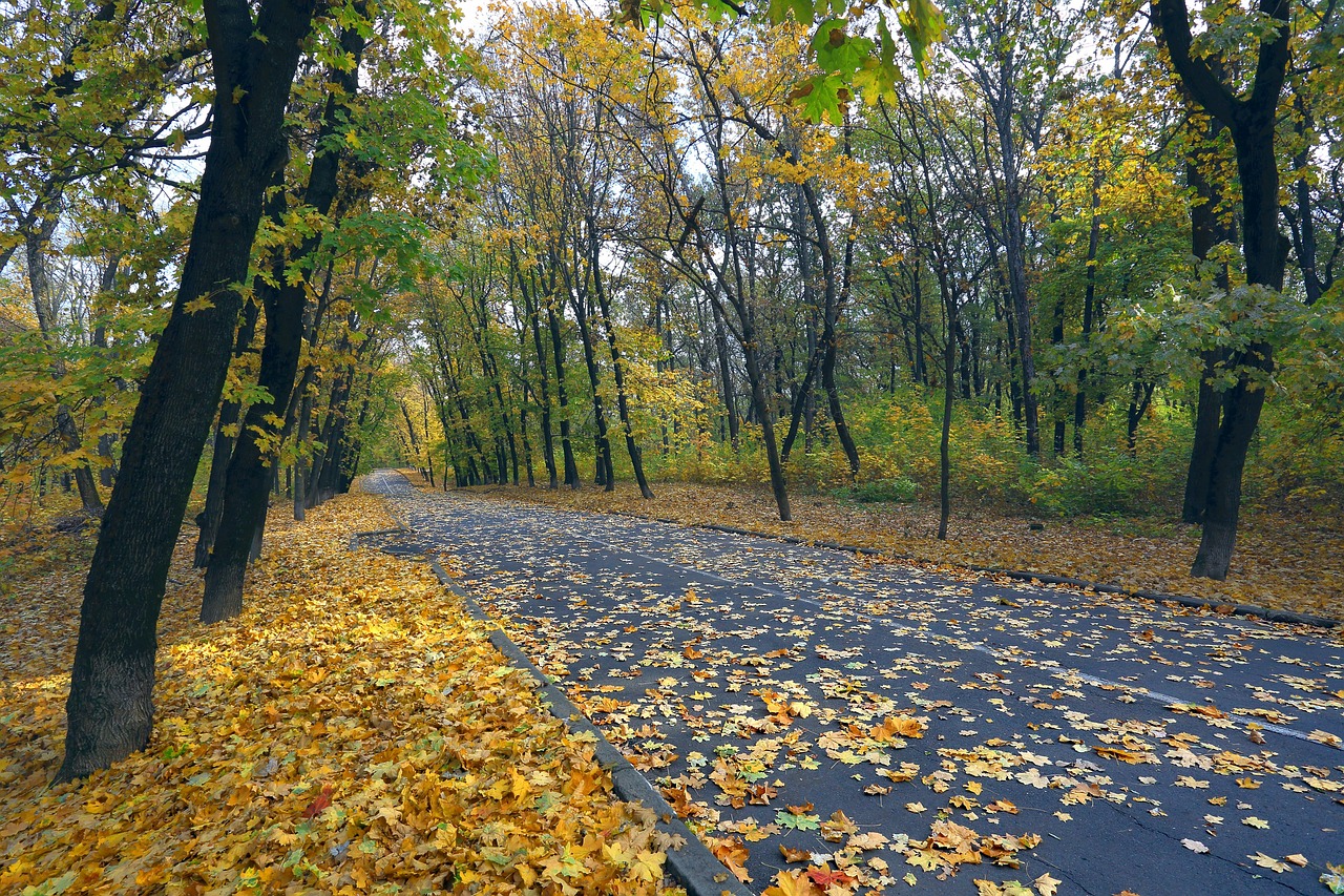 Automne Leaf Fall Parc - Photo gratuite sur Pixabay - Pixabay